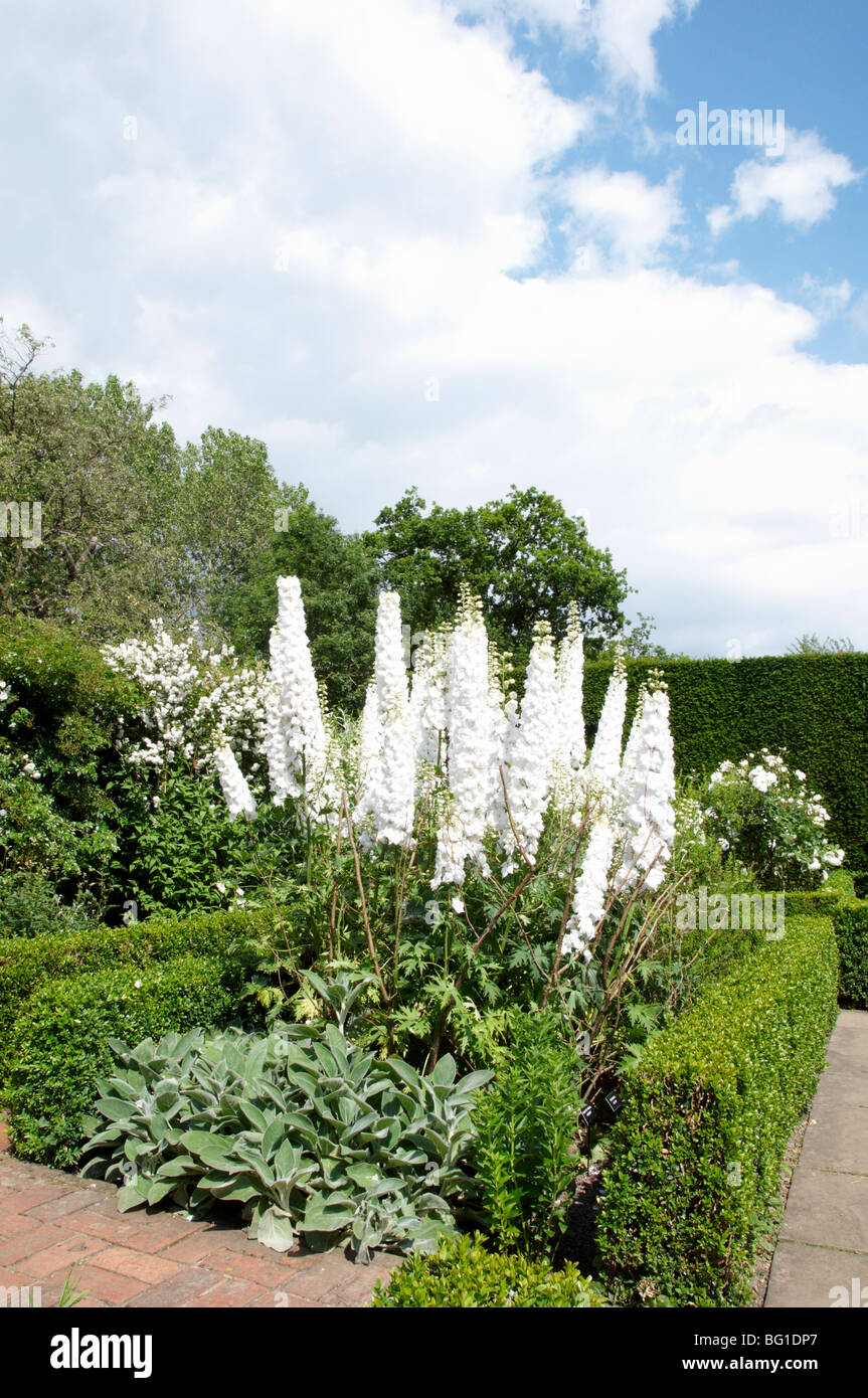 Delphiniums herbaceous border hi-res stock photography and images - Alamy