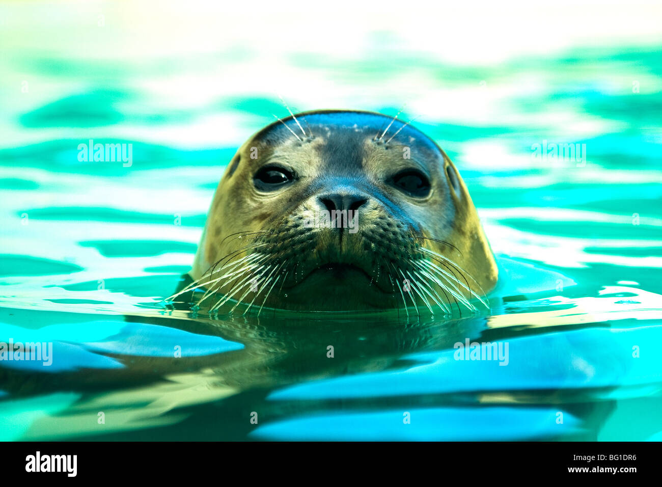 Very inquisitive grey seal hi-res stock photography and images - Alamy