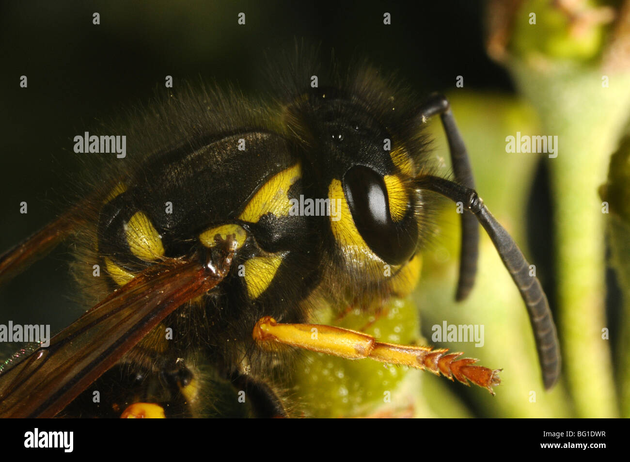 The common garden wasp (vesper vulgaris) feeding on ivy Stock Photo - Alamy