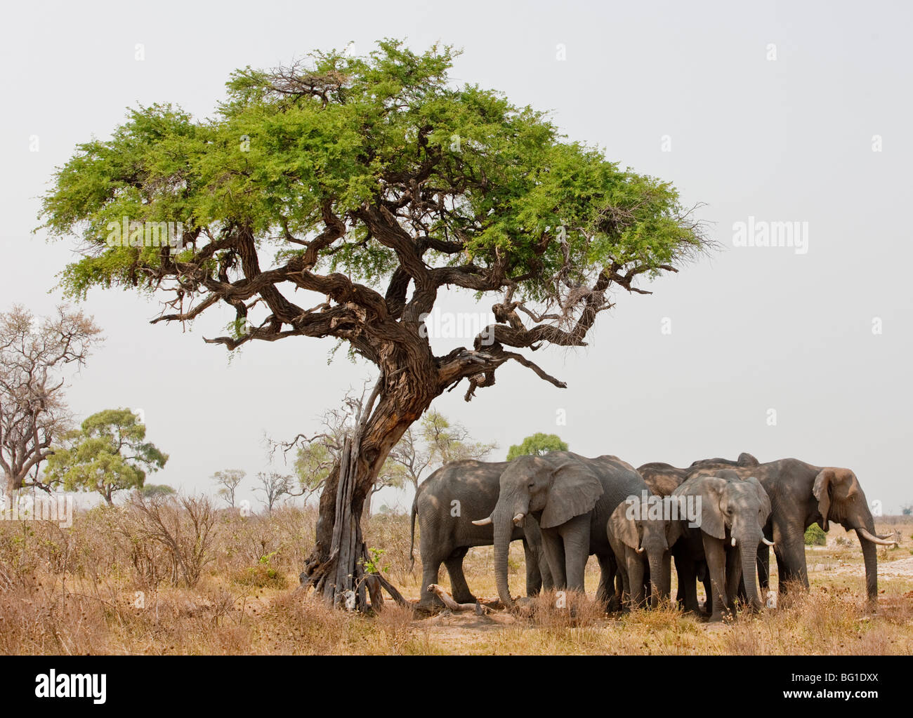 Group of wild elephants in southern Africa. The photo was taken in ...