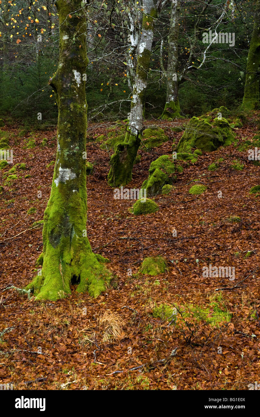 Autumn Colours, Loch Awe, Argyll & Bute, Scotland Stock Photo - Alamy
