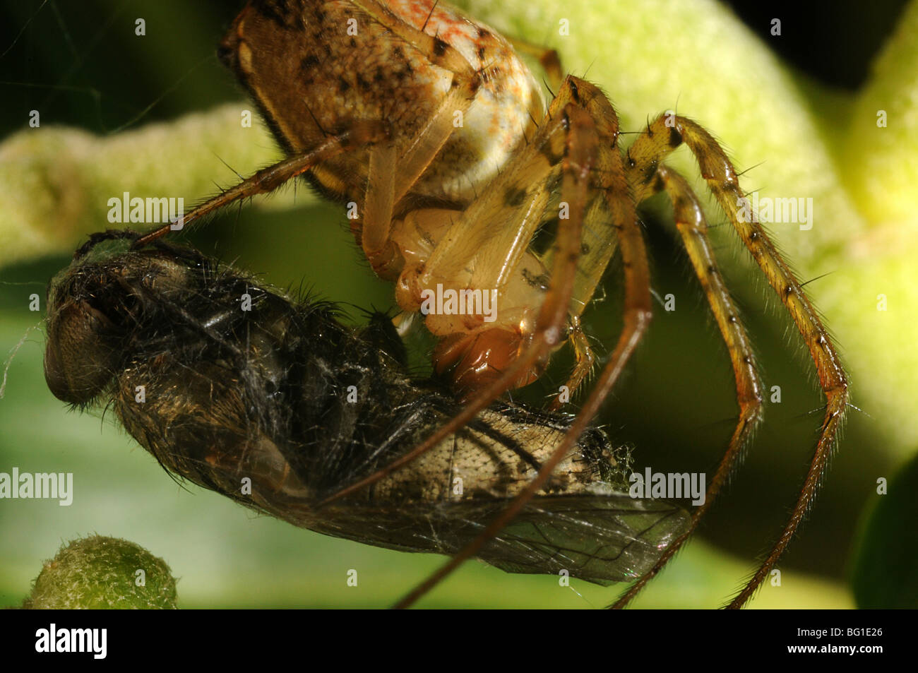 Spider (Meta segmentata) catching a fly in its web and eating it Stock ...