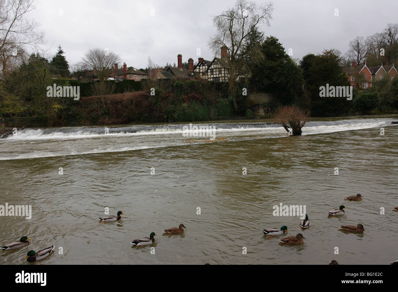 The River Teme at Ludlow in flood. Incorporating The Charlton Arms ...