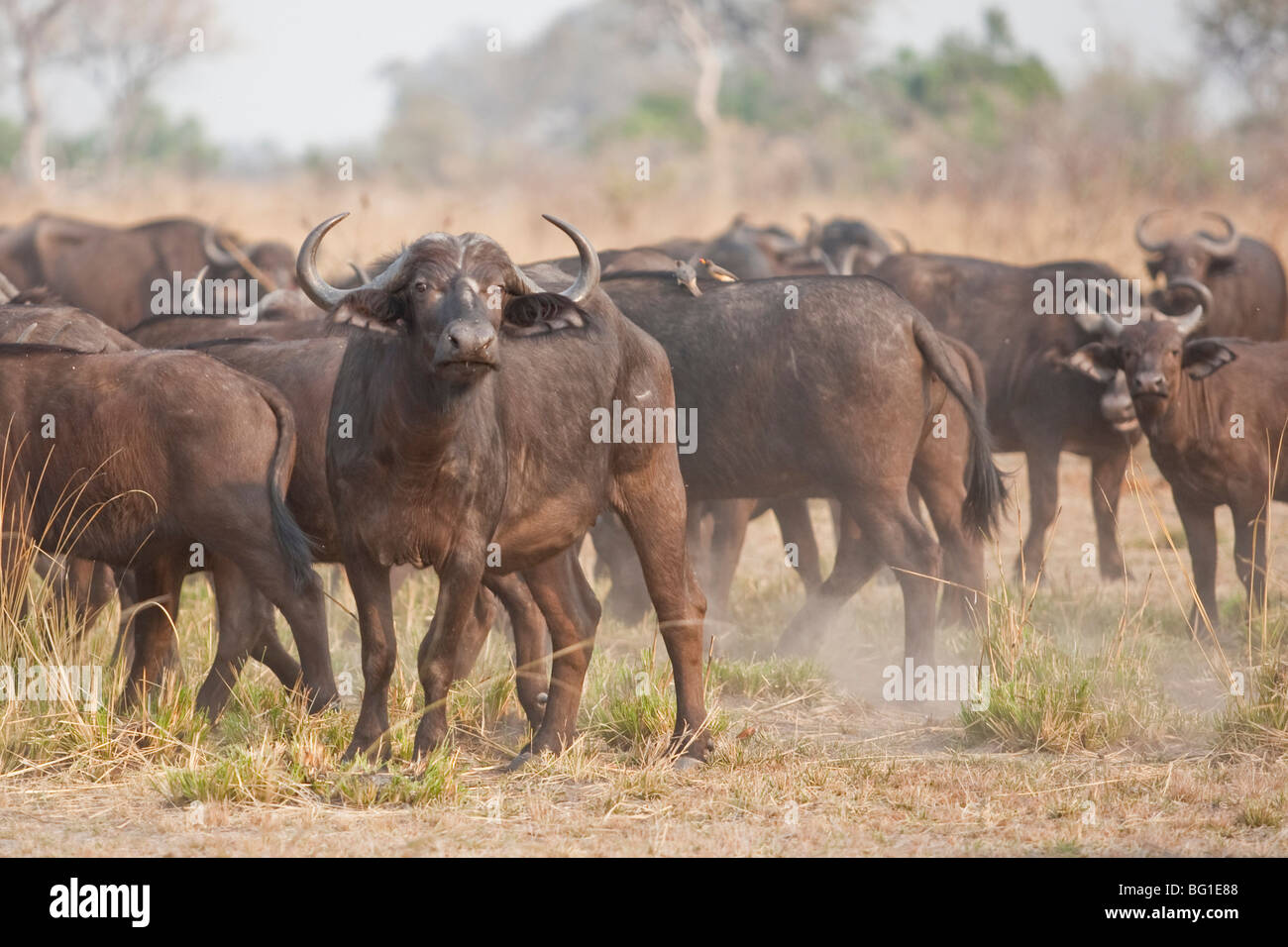 Herd of wild buffaloes in southern Africa. The photo was taken in ...