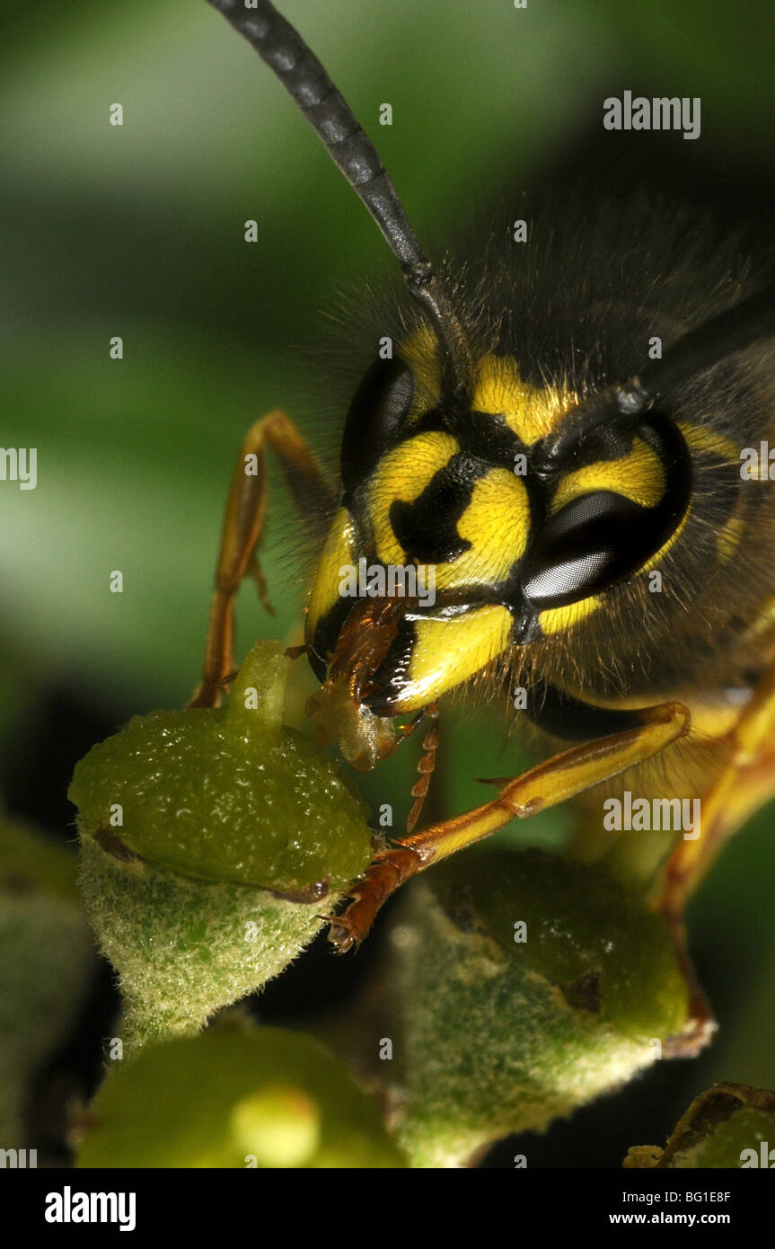 The common garden wasp (vesper vulgaris) feeding on ivy Stock Photo - Alamy