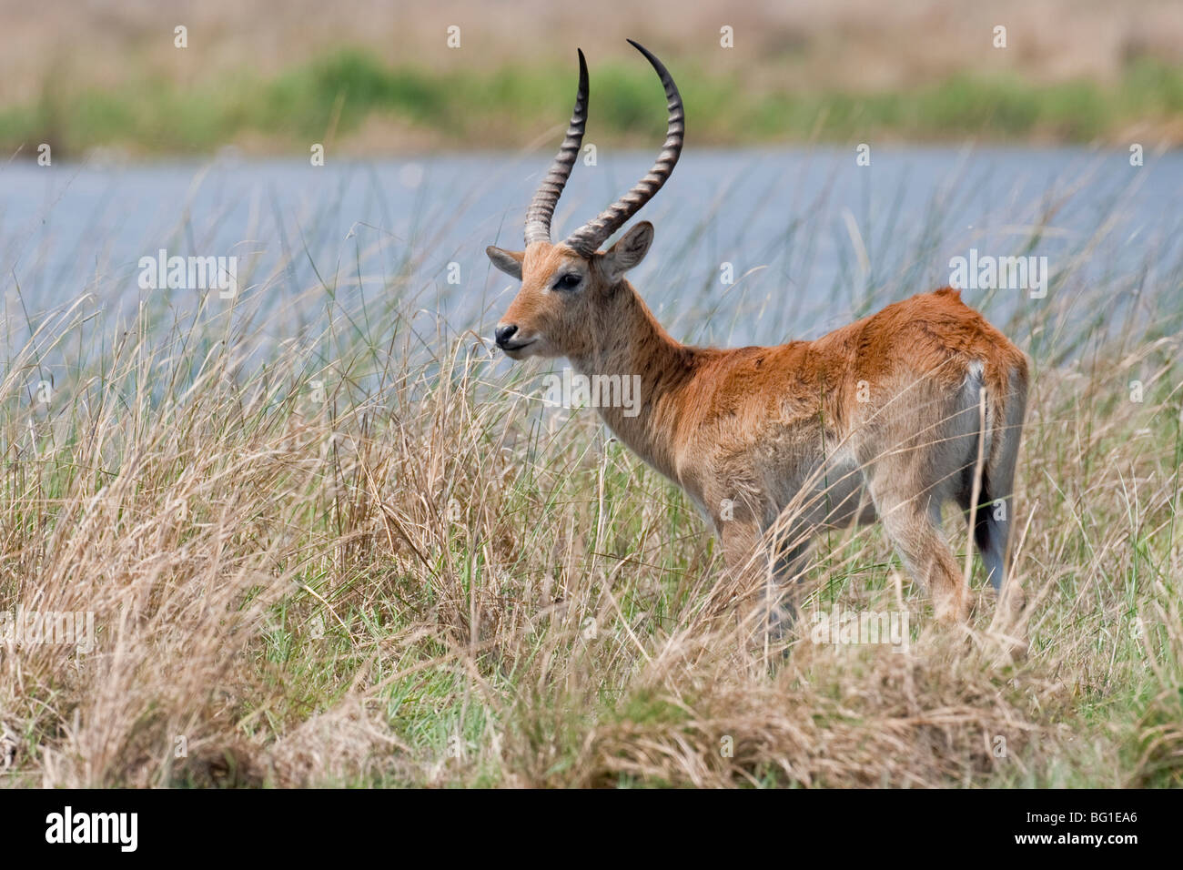 Portrait of a lechwe in southern Africa. The photo was taken in Namibia ...