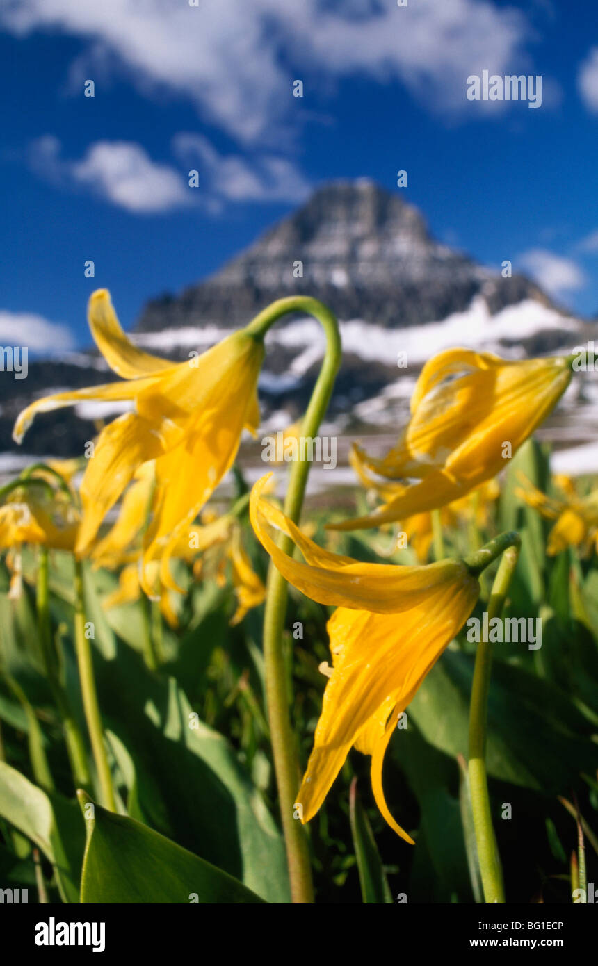 Yellow fawn lily, Reynolds Mountain, Waterton-Glacier International ...