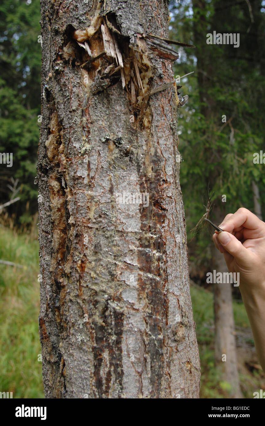 Bear scratches hi-res stock photography and images - Alamy