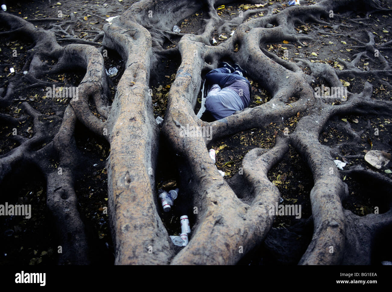 A homeless man sleeps among the roots of the Moreton Bay Fig Tree ...