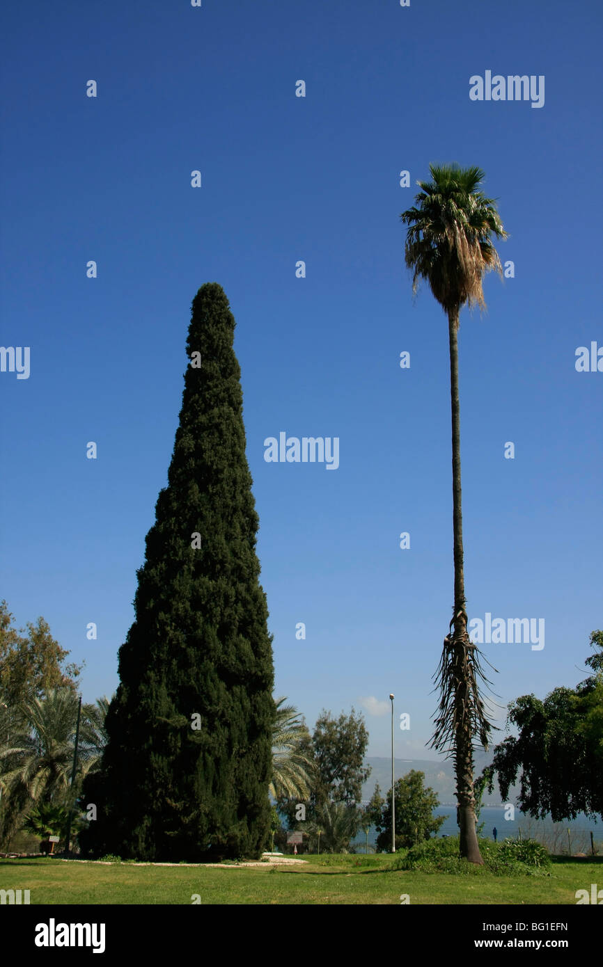 Israel, Sea of Galilee. “The Tree of the State” in Kibbutz Degania Alef ...