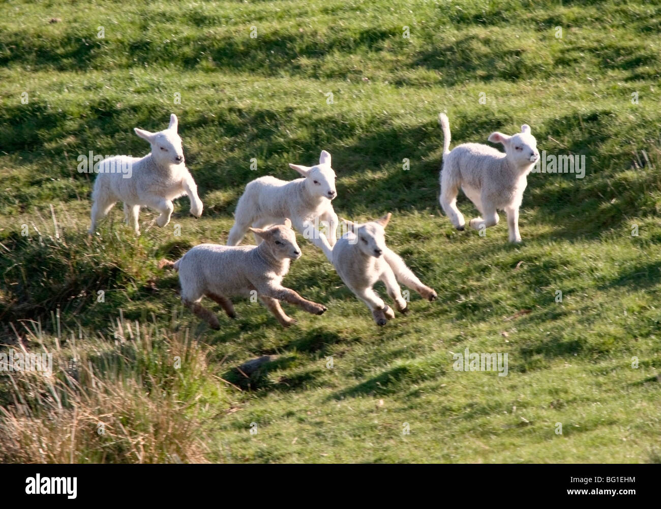Running sheep hi-res stock photography and images - Alamy