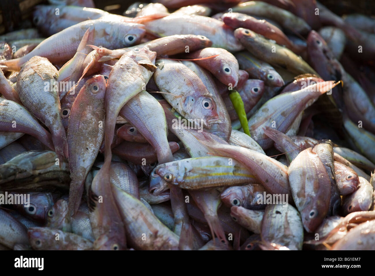 Fish on a Myanmar market Stock Photo - Alamy