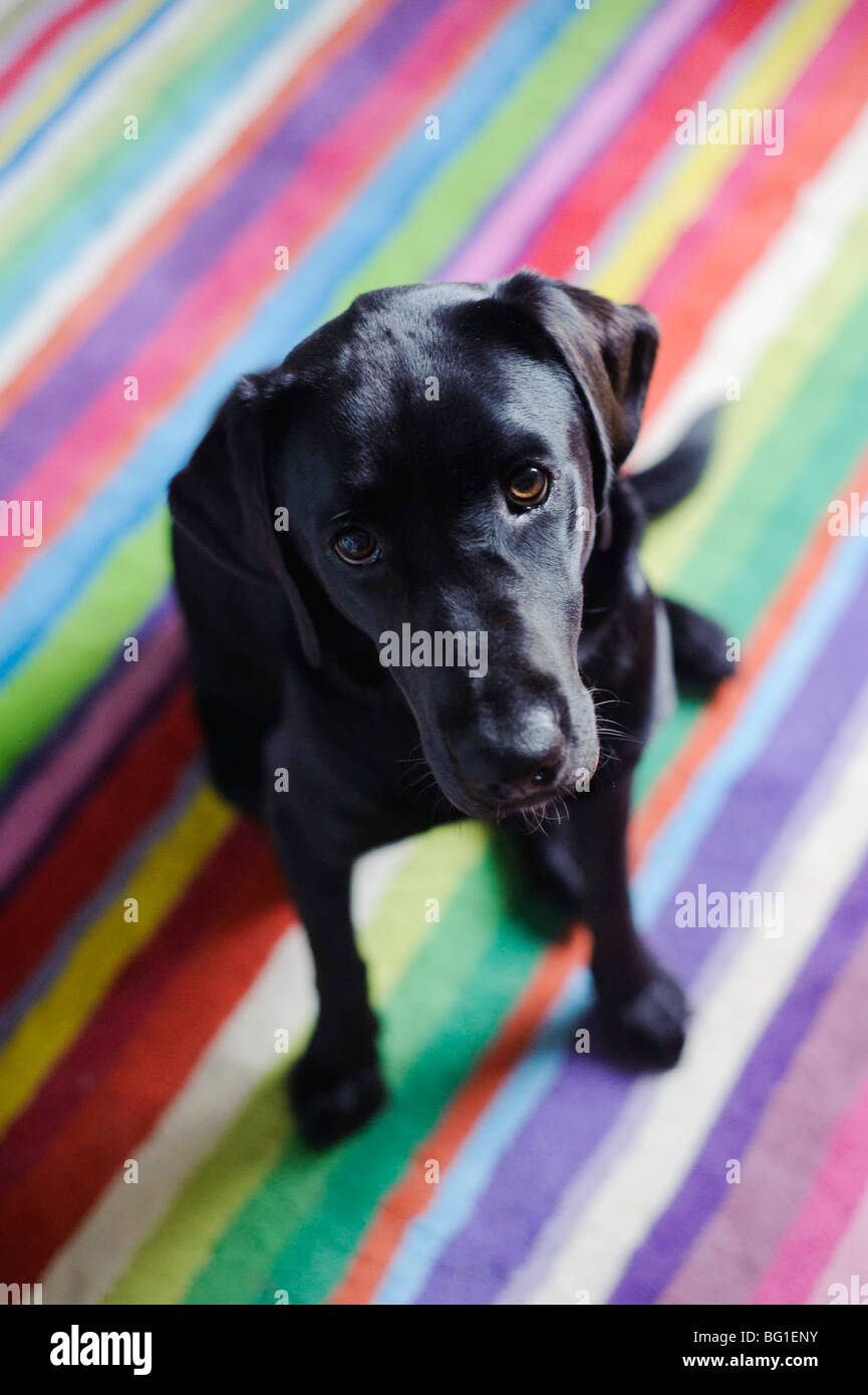 Black rugs hi-res stock photography and images - Alamy