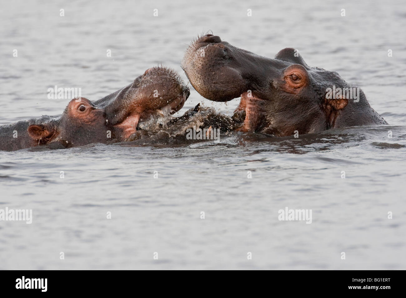 Group of wild hippos at a waterhole. The photo was taken in Botswana's ...