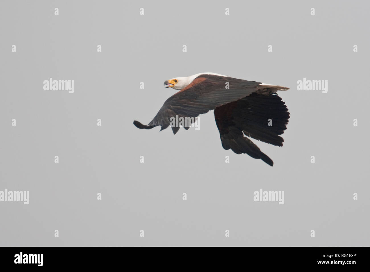 African fish eagle in flight. The photo was taken in Namibia's Mudumu ...