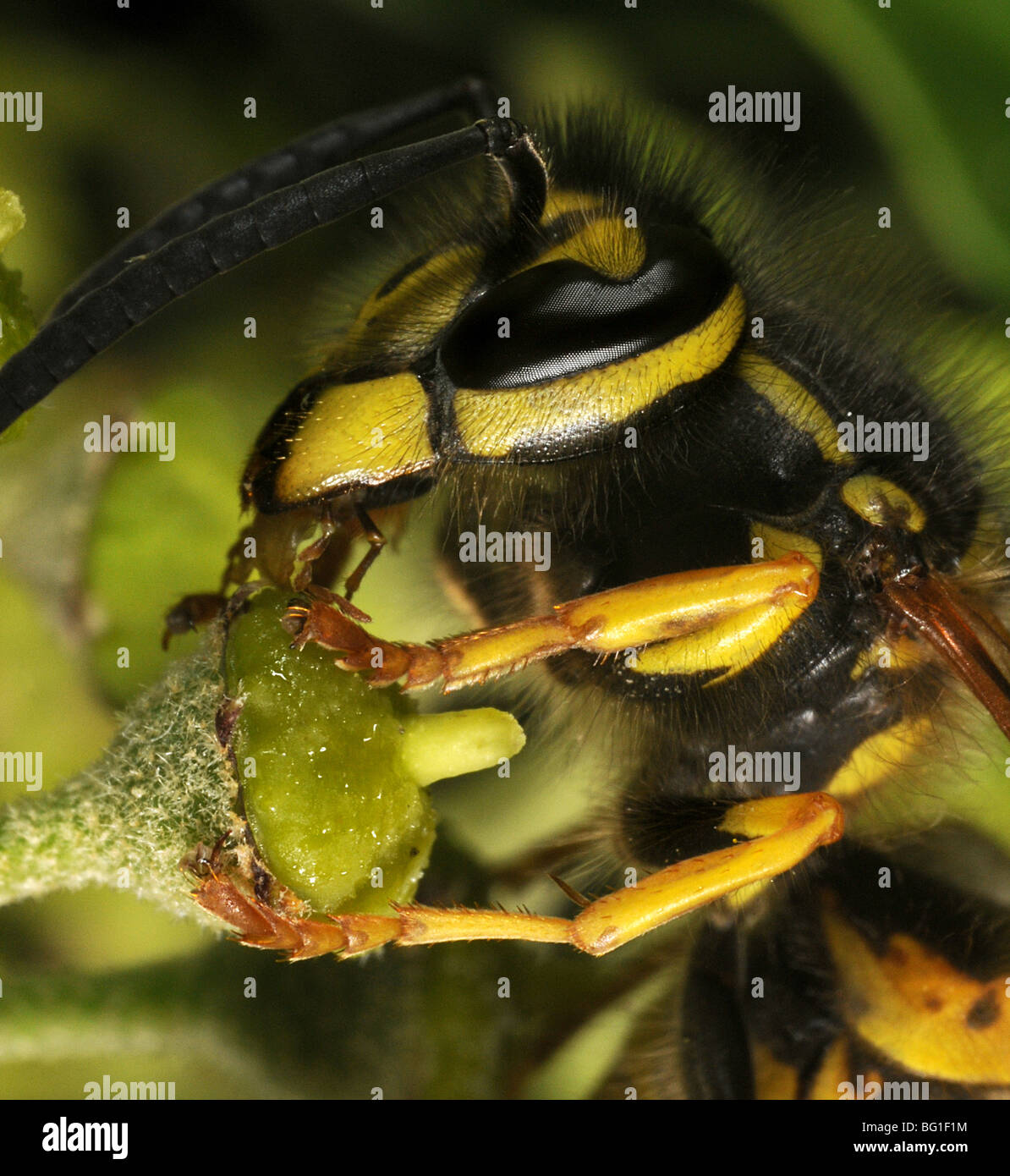 Close up of the common garden wasp (vesper vulgaris) feeding on ivy ...