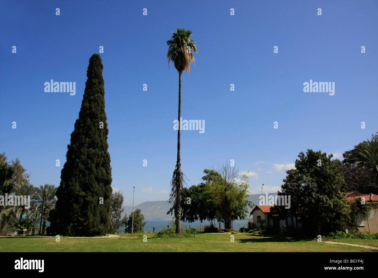 Israel, Sea of Galilee. “The Tree of the State” in Kibbutz Degania Alef ...