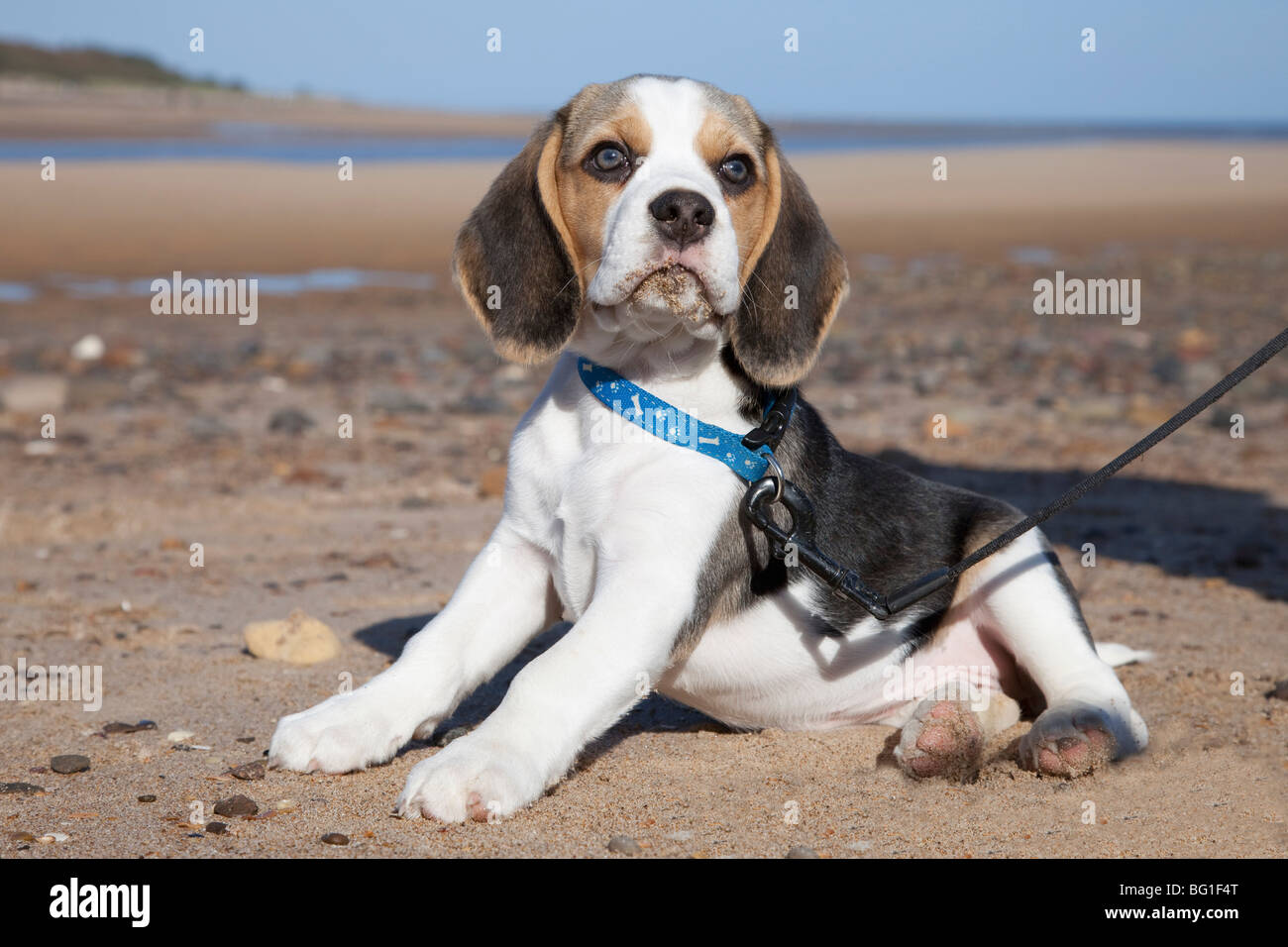 A beagle puppy Stock Photo - Alamy