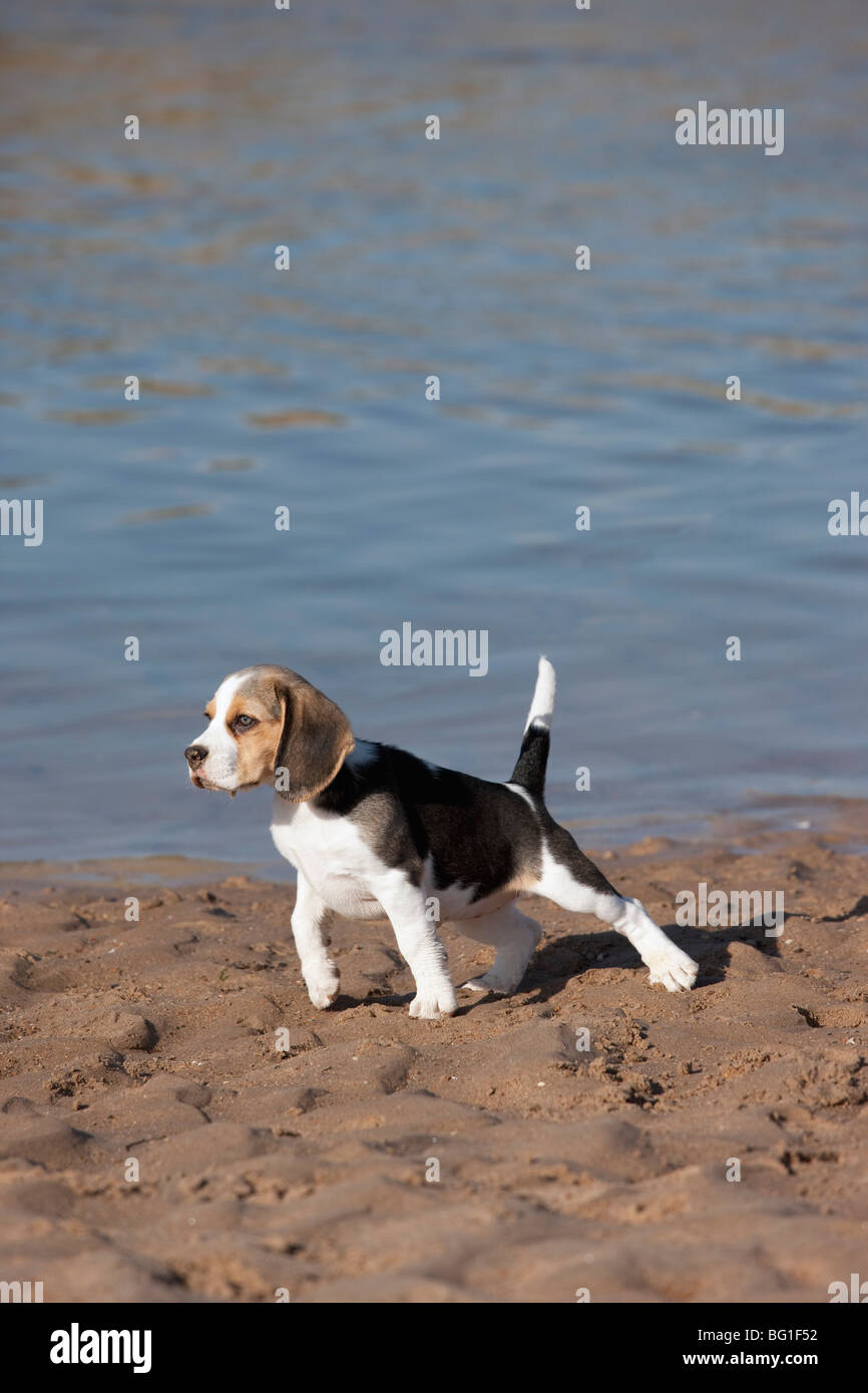 A beagle puppy Stock Photo - Alamy