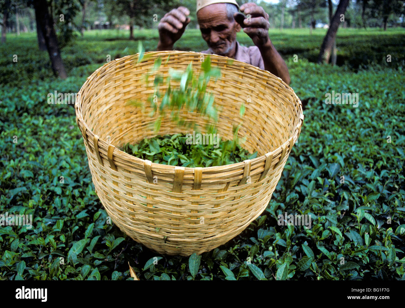 A man picks tea at a plantation in Palampur, India Stock Photo - Alamy