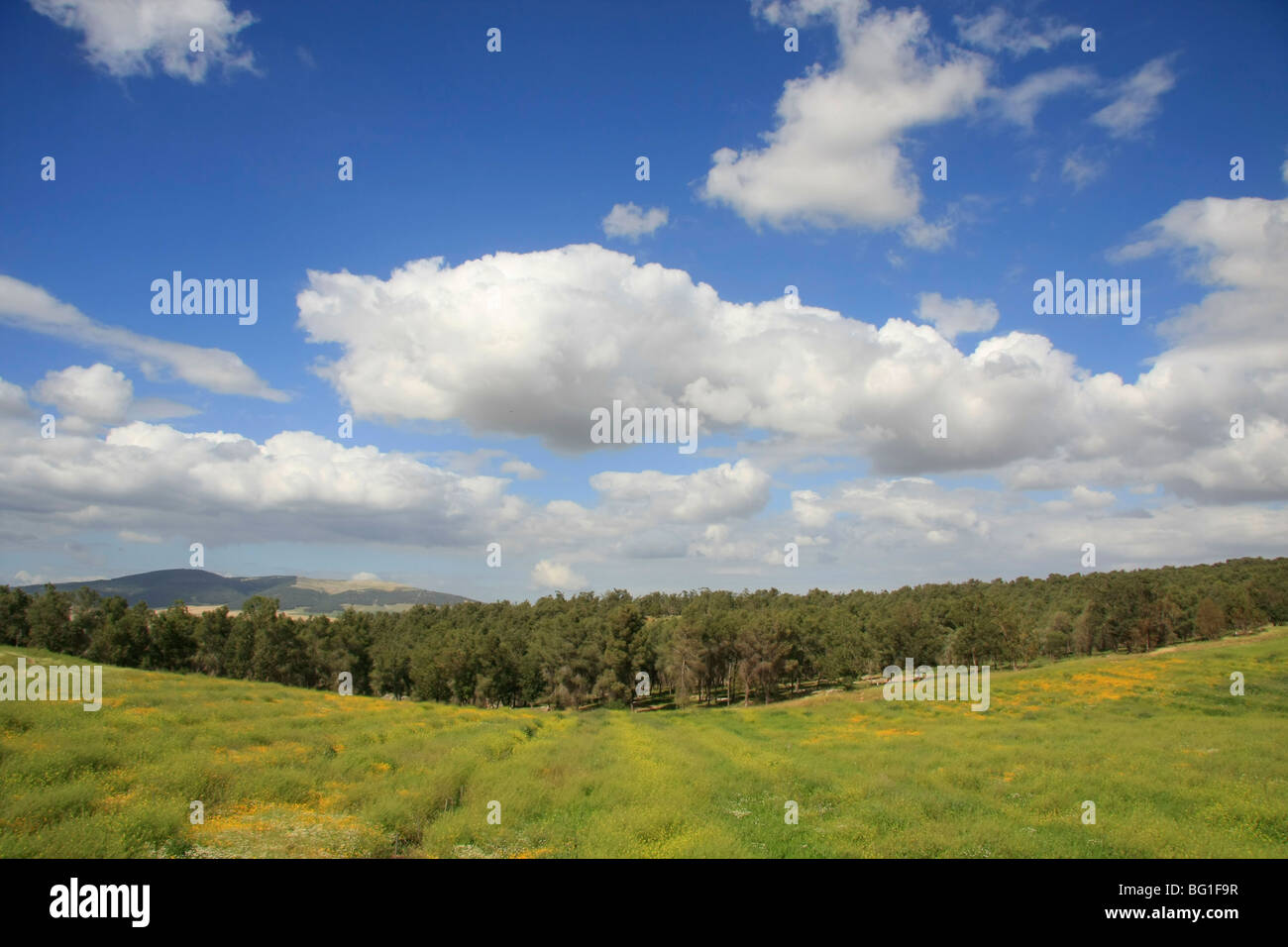 Israel, Pine trees by Mount Gilboa Scenic Road Stock Photo - Alamy