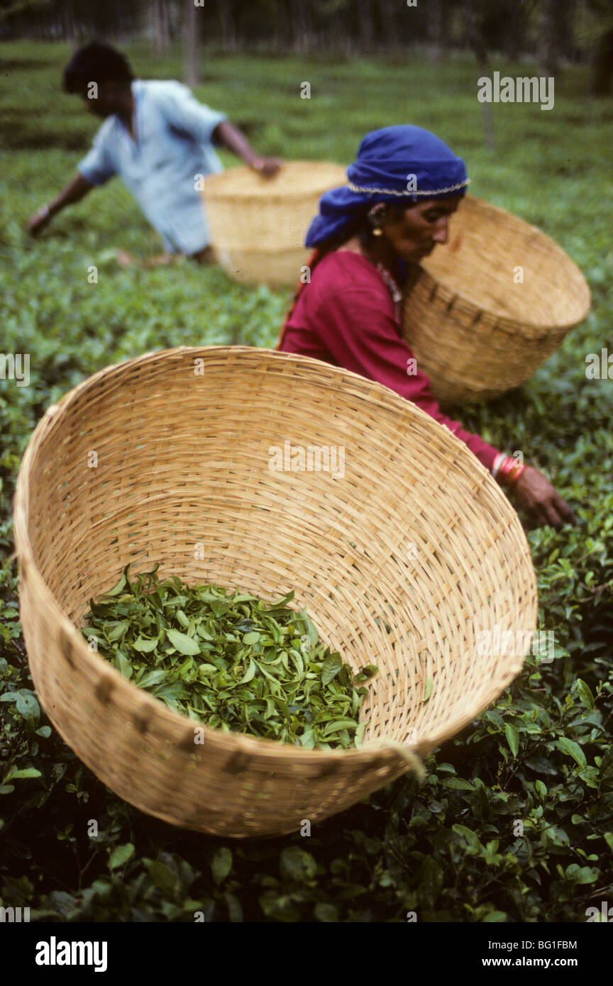 Tea pickers work at 2200 meters in Ooty, India Stock Photo - Alamy