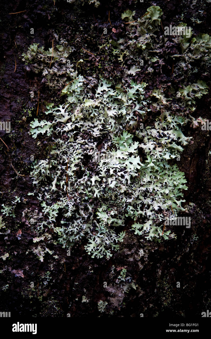 Tree Lichen, Loch Awe, Argyll & Bute, Scotland Stock Photo - Alamy