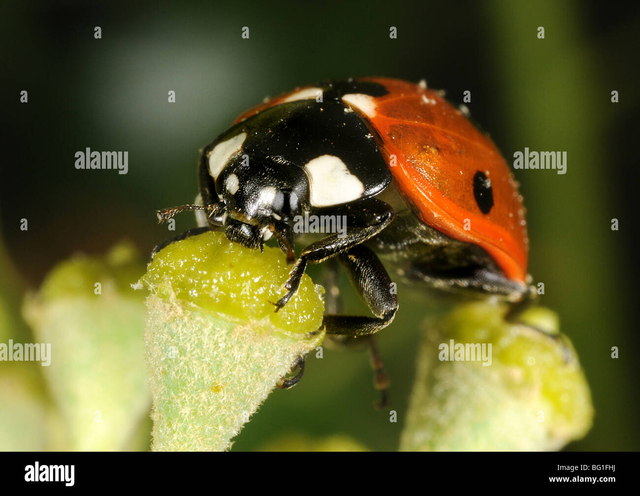 Seven-spot Ladybird (Coccinella septempunctata) on ivy flower Stock ...