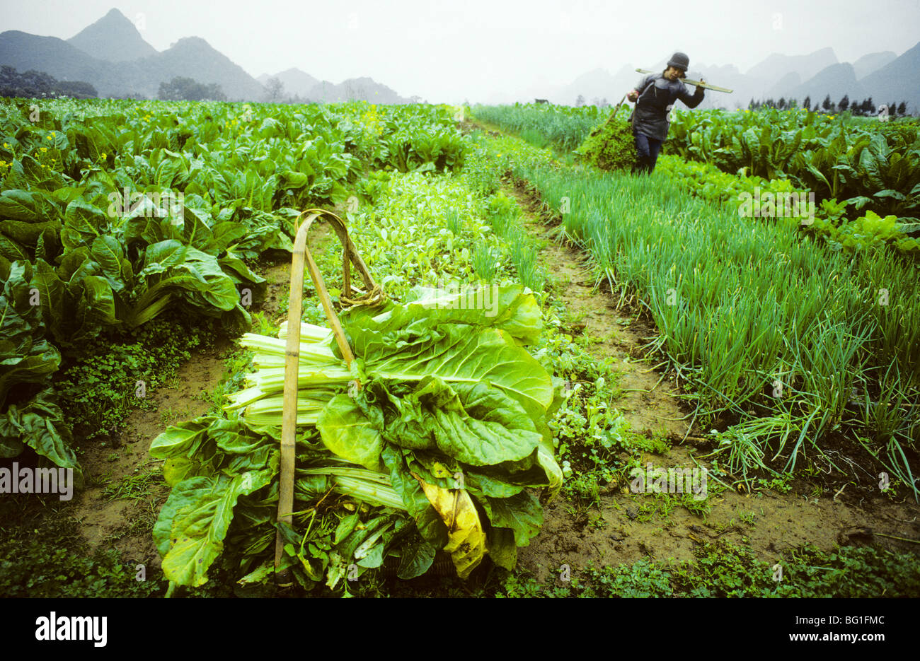 A woman field worker is harvesting various green leafy vegetables in ...
