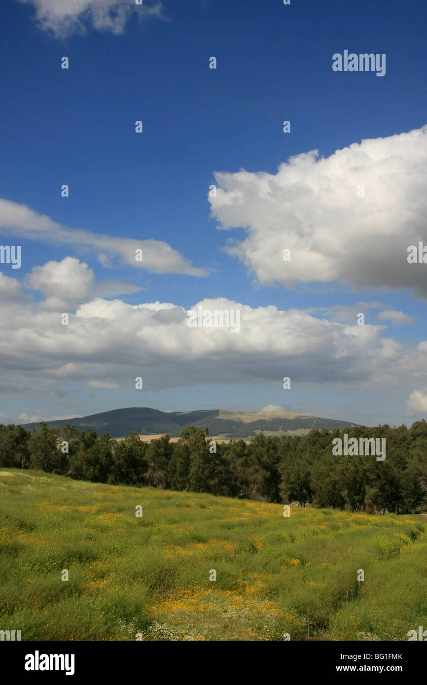 Israel, Pine trees by Mount Gilboa Scenic Road Stock Photo - Alamy