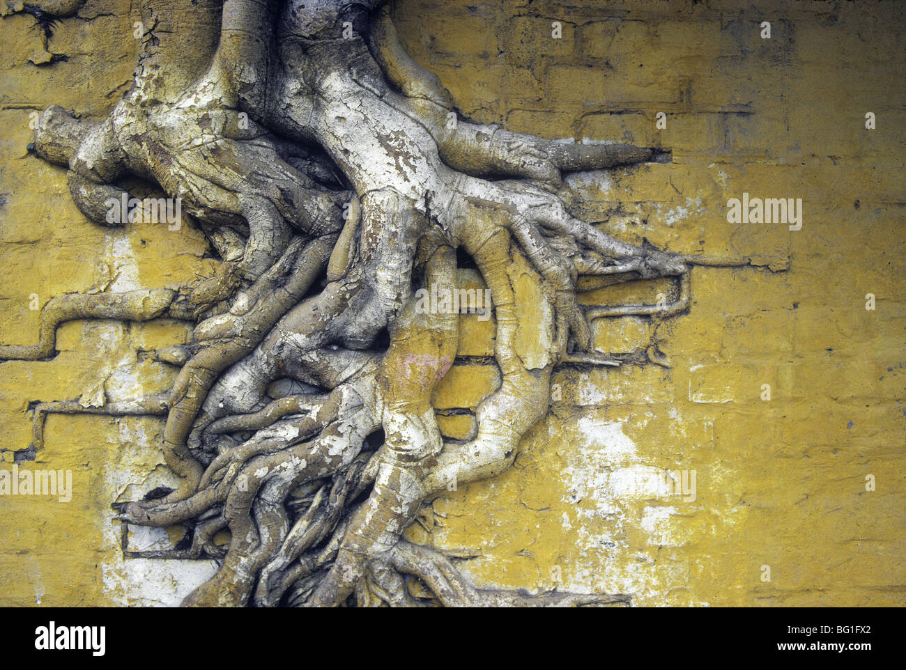 Tree roots and yellow brick wall, Varanasi, India Stock Photo - Alamy