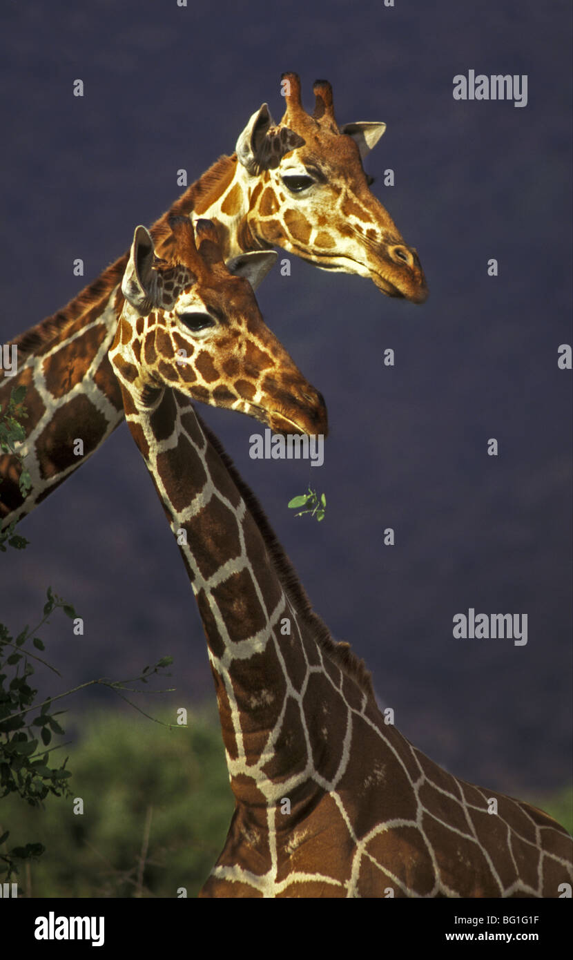 The heads and necks of two Reticulated Giraffes in Samburu National ...