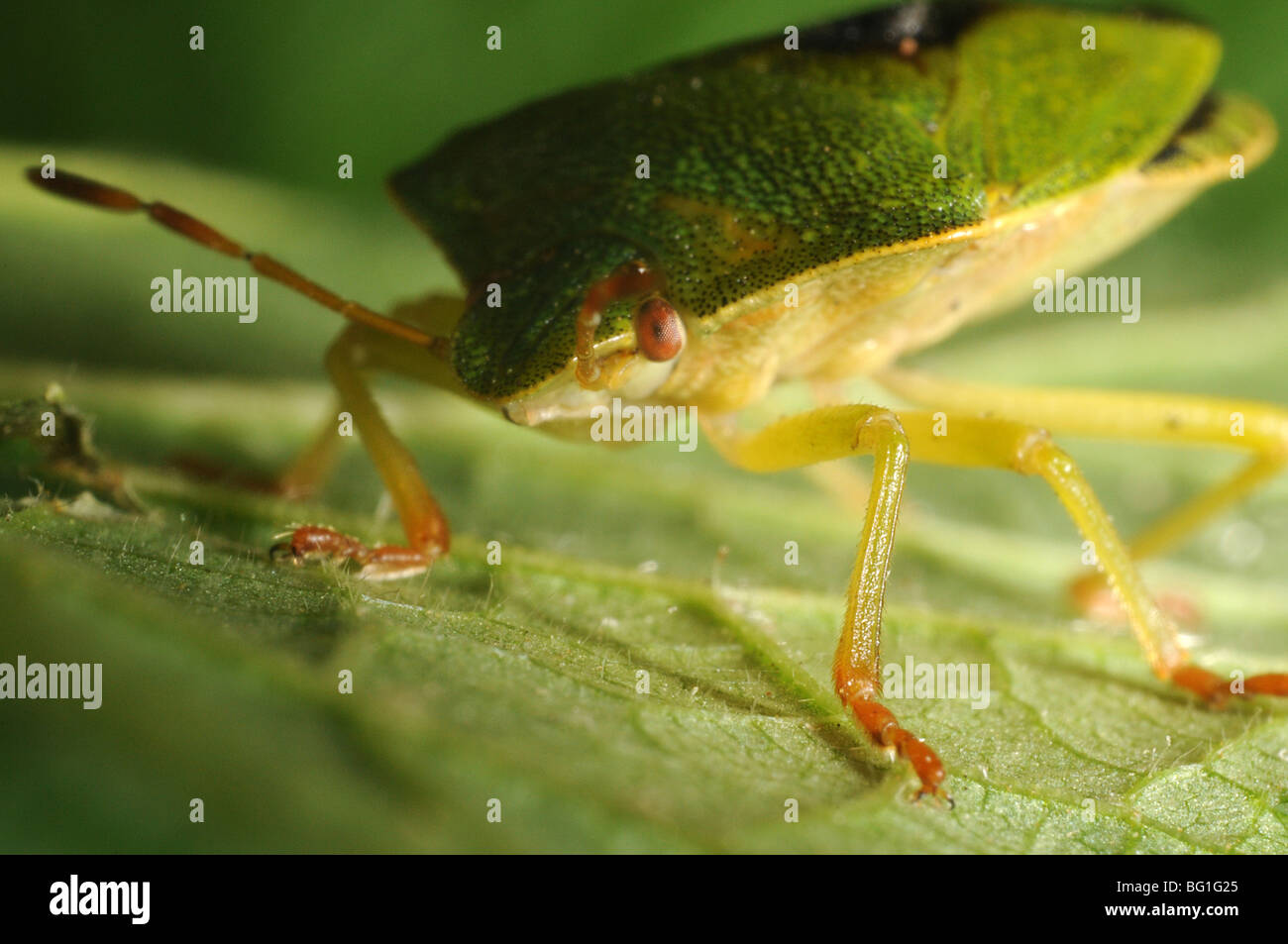 Green shieldbug on leaf. Palomina Prasina, Order Hemiptera sub order ...