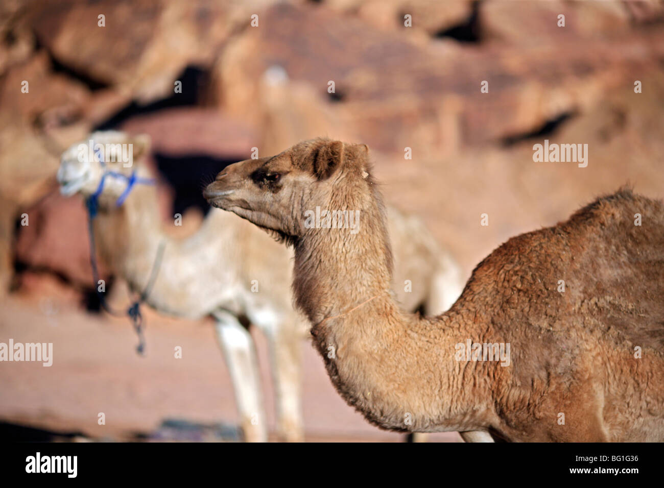 Camel, Wadi Rum desert, Jordan Stock Photo - Alamy