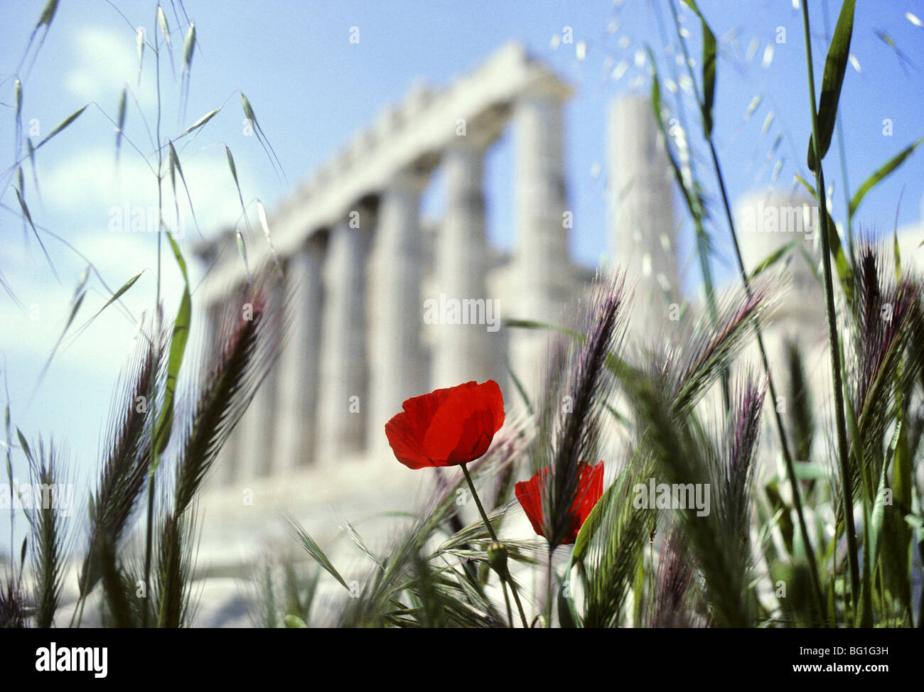 Spring often brings wildflowers to the grounds of the Parthenon, the ...