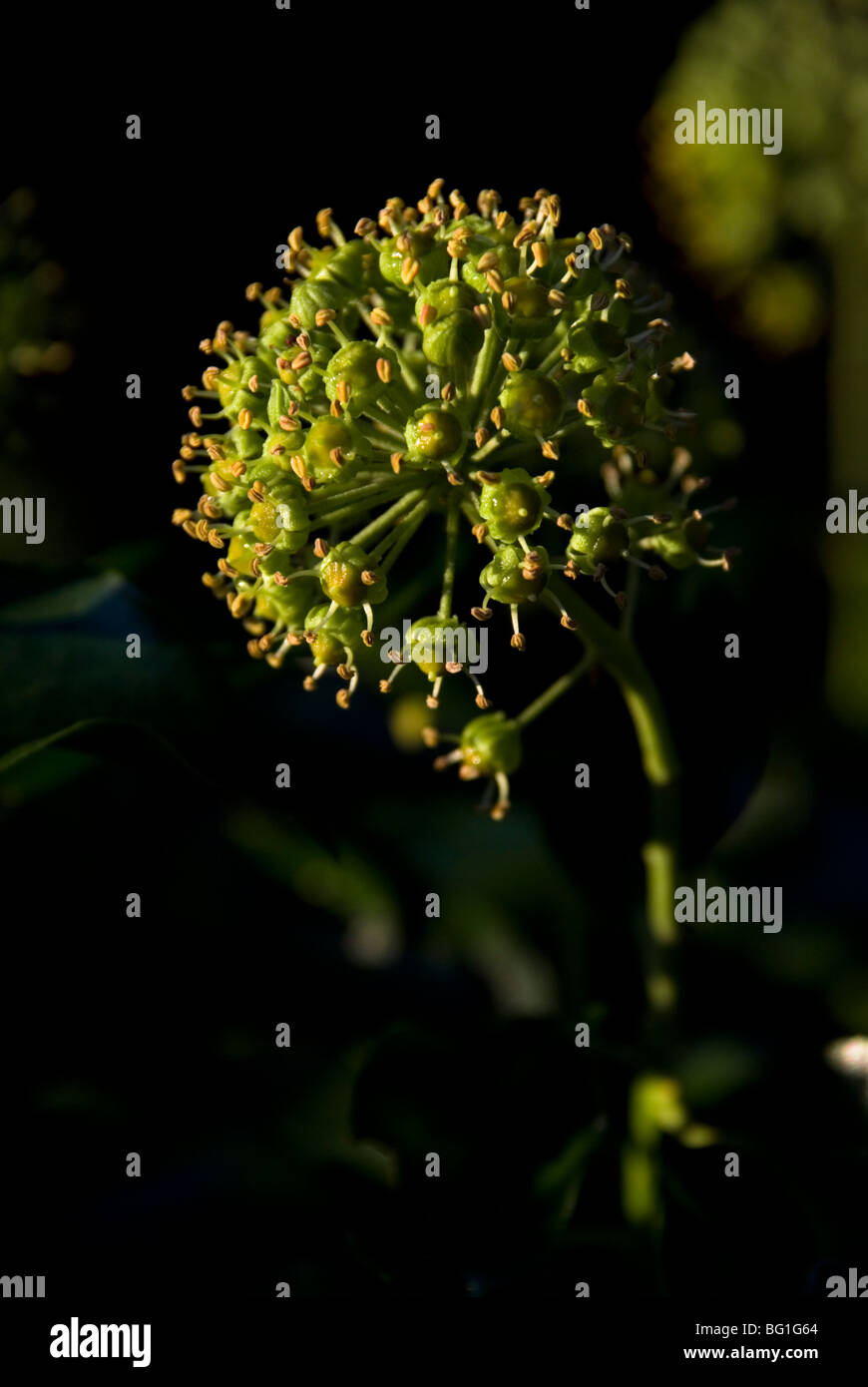 Hedera helix, Ivy flower head Stock Photo - Alamy