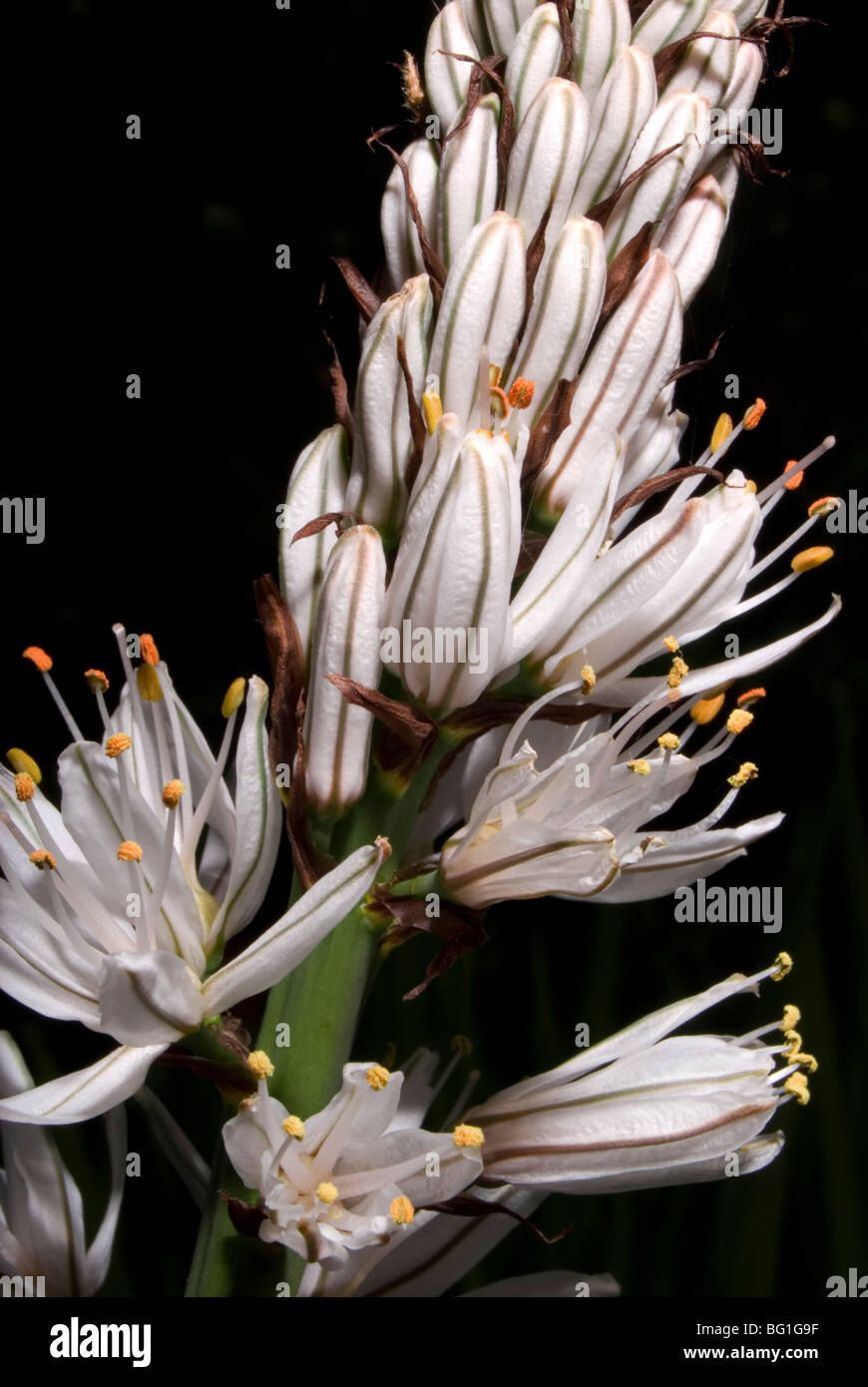 Asphodelus albus hi-res stock photography and images - Alamy