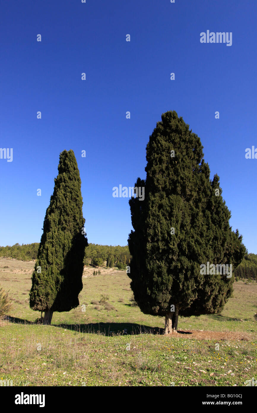 Israel, Menashe Heights, two Cypress trees in Emek Hashalom Stock Photo ...