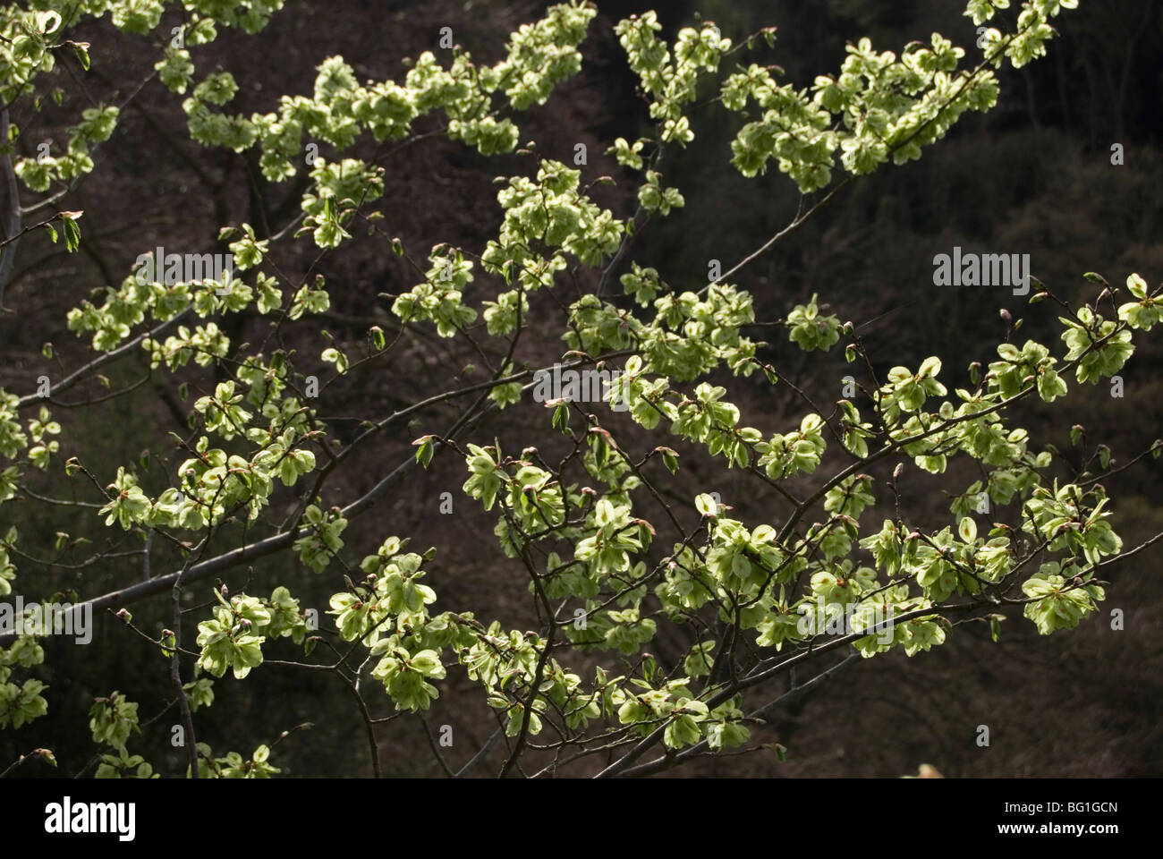 Wych elm seeds, Ulmus glabra Stock Photo - Alamy