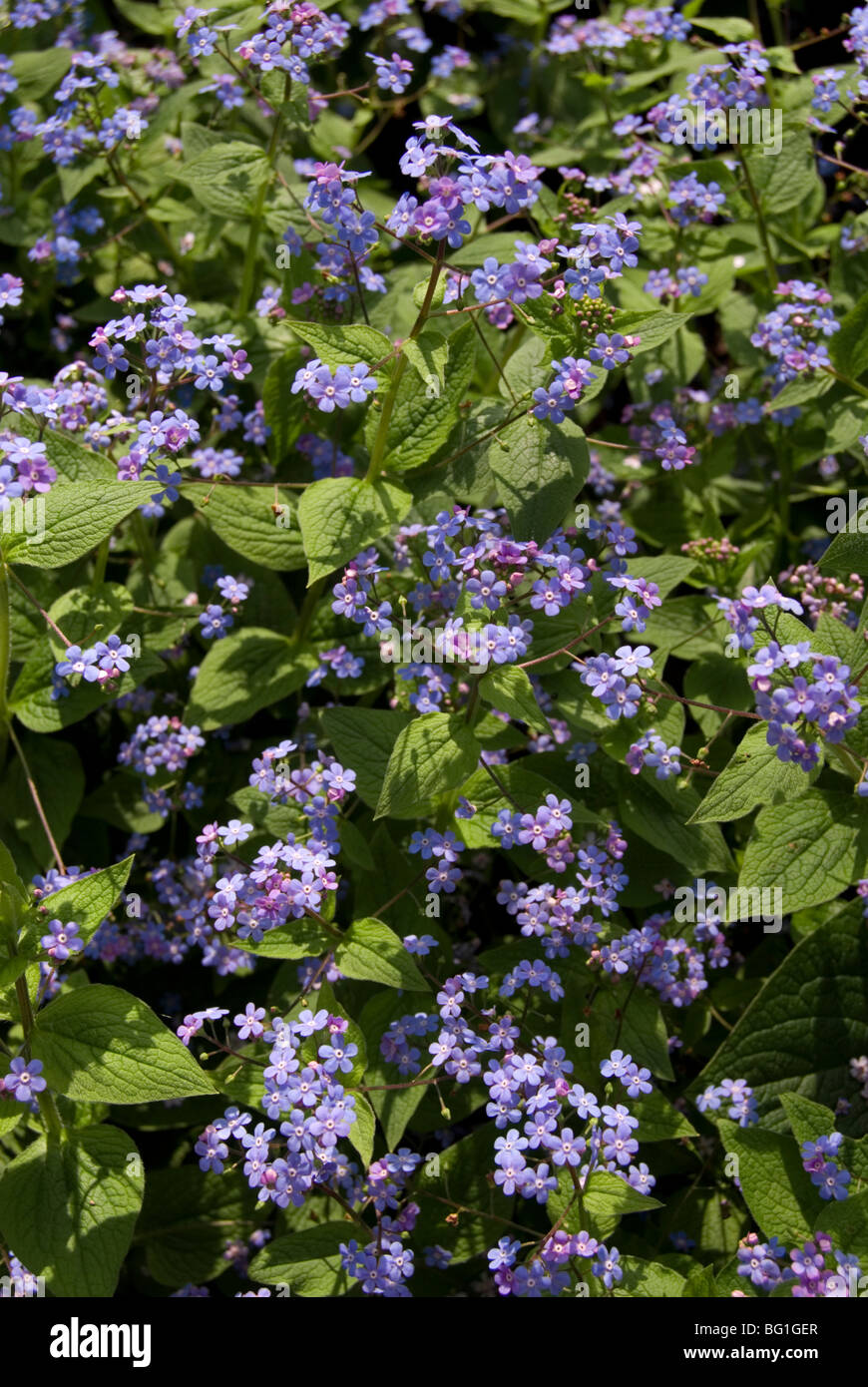 Brunnera macrophylla, Siberian bugloss Stock Photo - Alamy