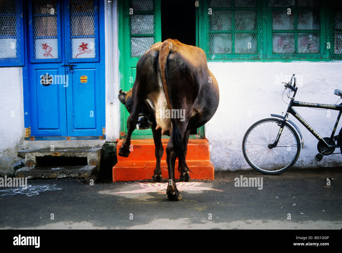 A cow walks the streets of Ooty, India and scratches itself Stock Photo ...