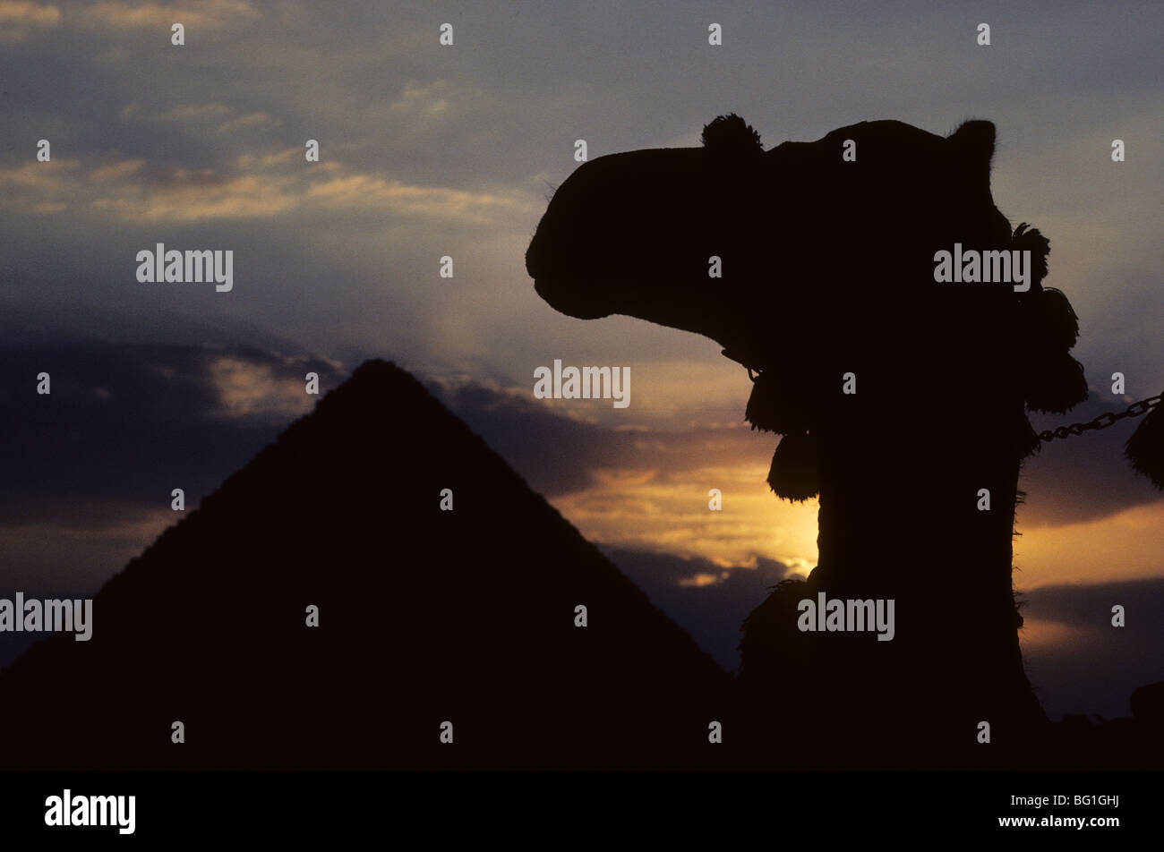 Camel and pyramid at sunset in Giza, Egypt Stock Photo - Alamy