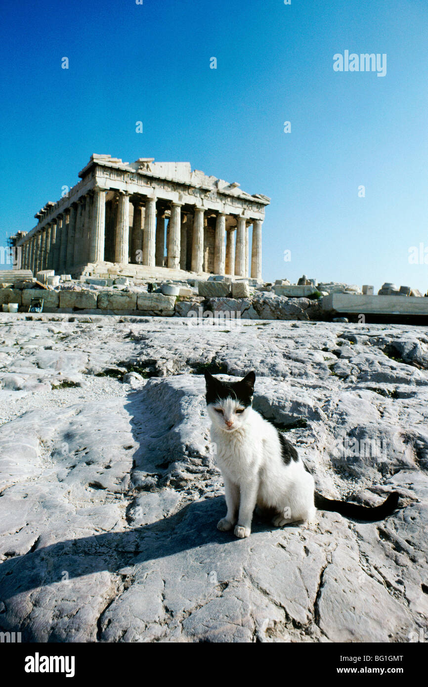 Cat parthenon hi-res stock photography and images - Alamy