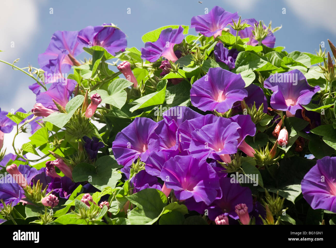 Morning glory, Ipomoea sp Stock Photo - Alamy