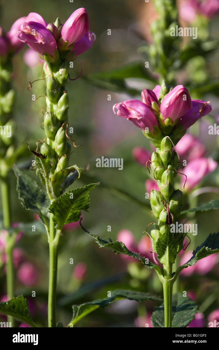 Chelone hi-res stock photography and images - Alamy