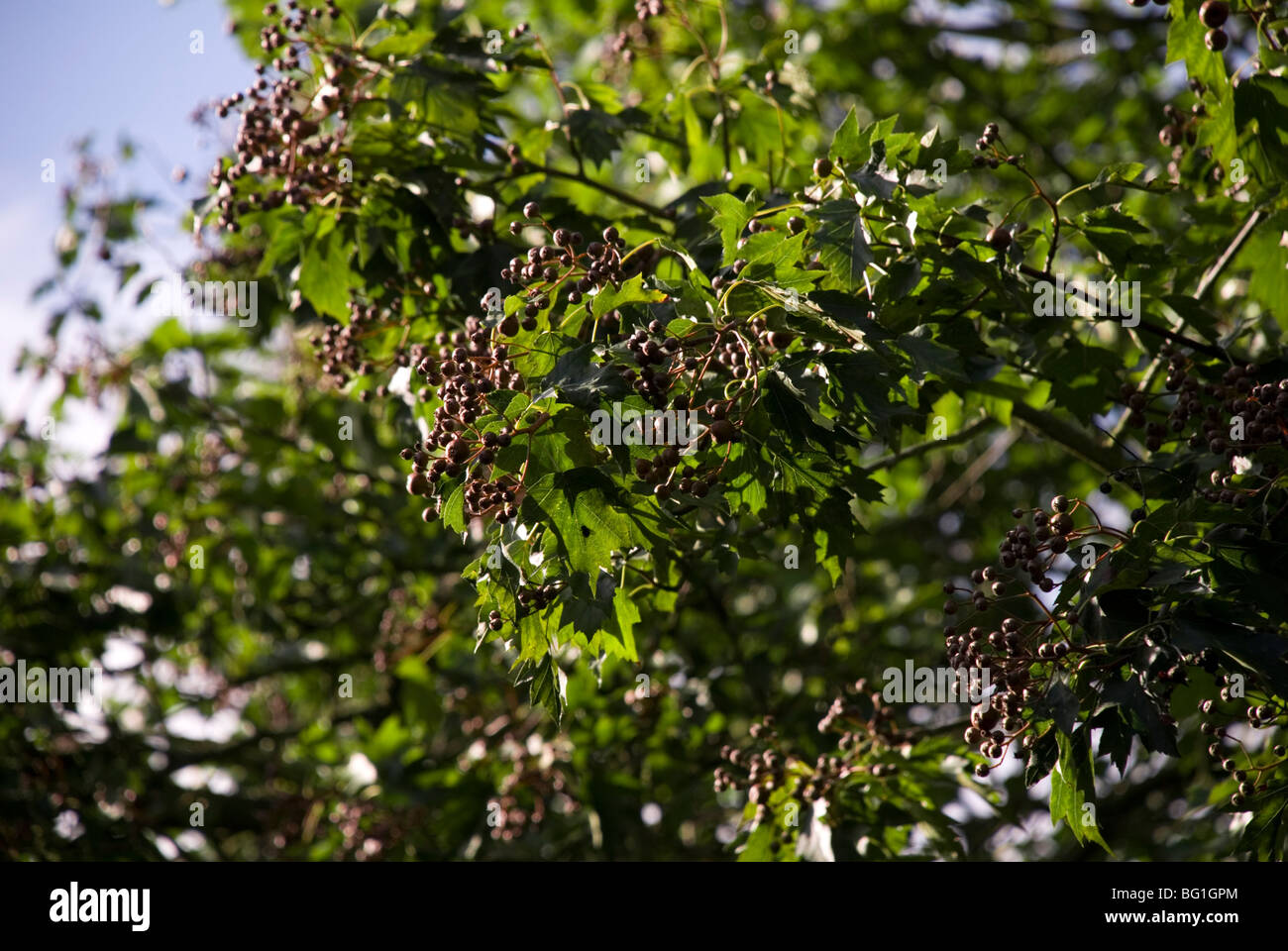 Sorbus torminalis, Wild Service tree Stock Photo - Alamy