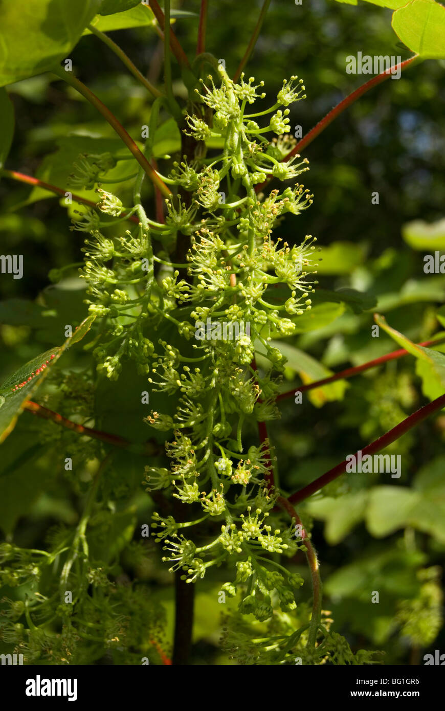 Sycamore flowers hi-res stock photography and images - Alamy