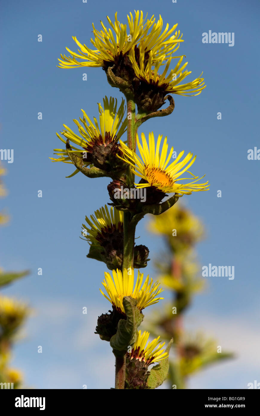 Inula Racemosa High Resolution Stock Photography and Images - Alamy