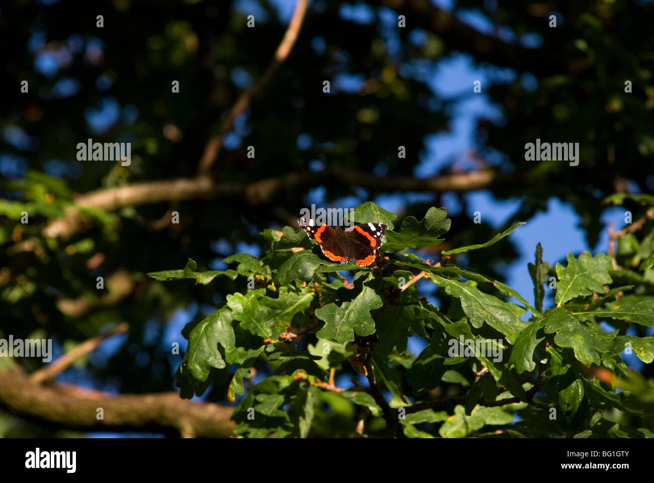 Red Admiral in an oak tree Stock Photo - Alamy