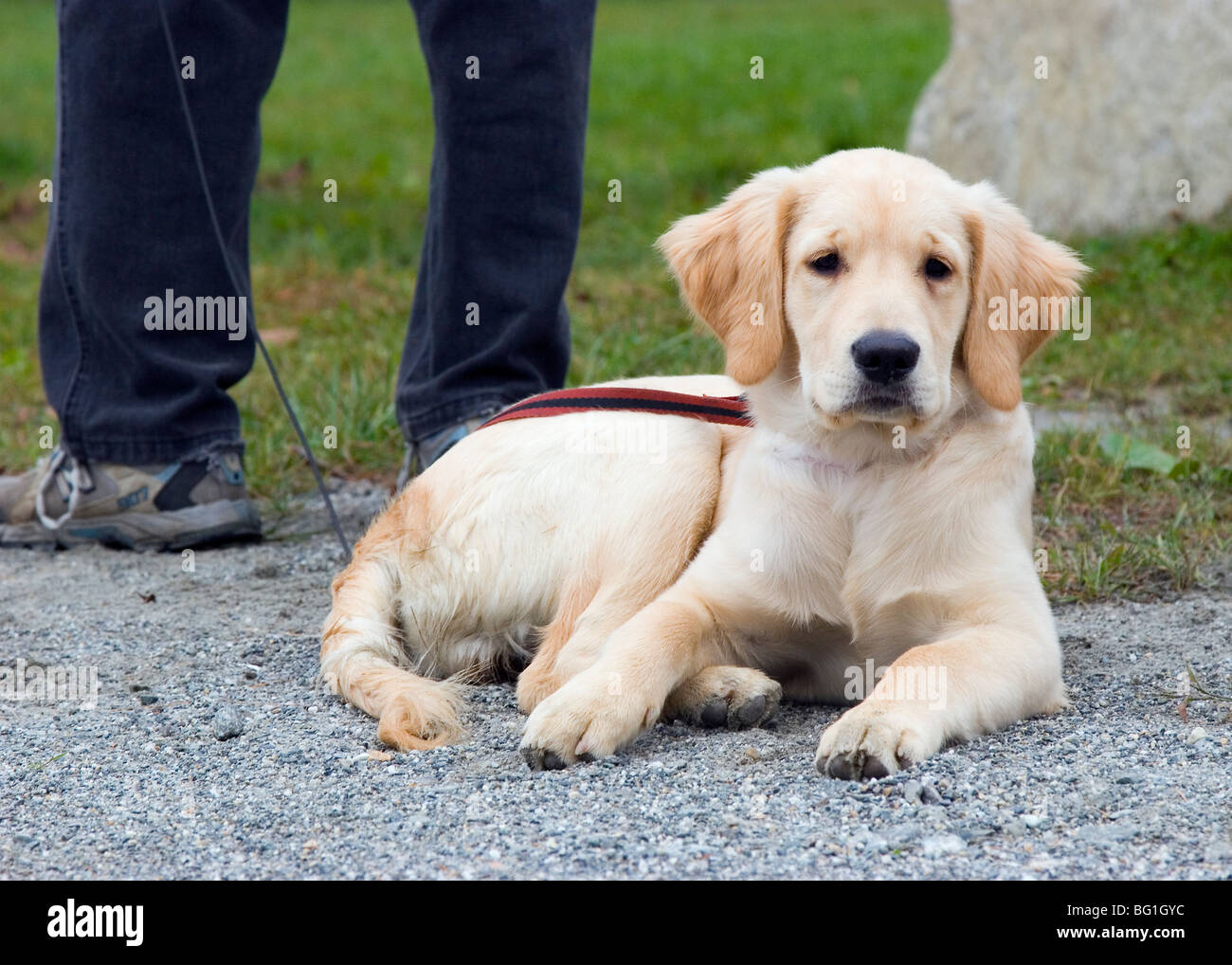 Golden retriever puppy dog laying down Stock Photo - Alamy